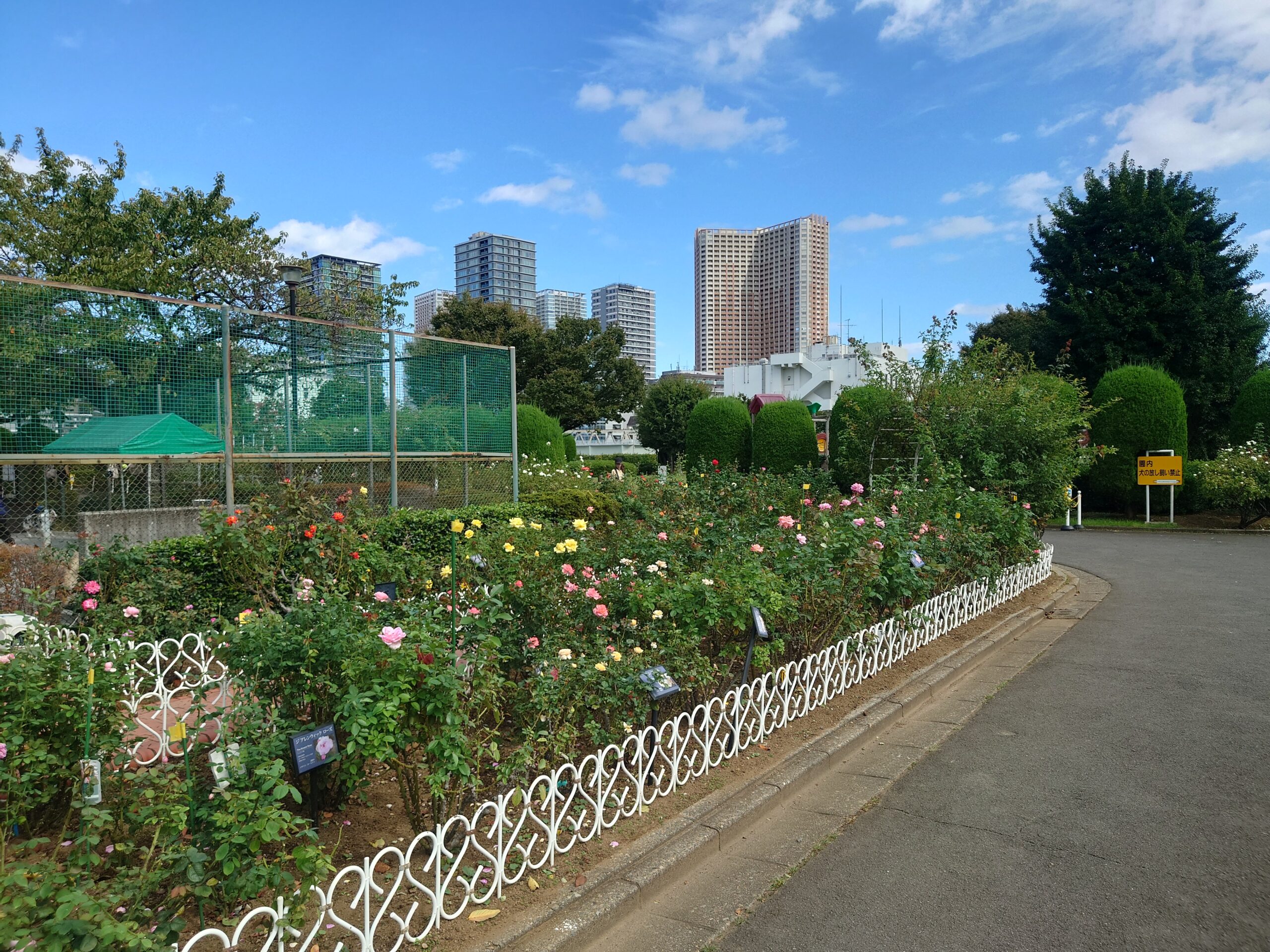 ≪公園四季報≫バラ咲いてます（芝浦中央公園） - 港区芝浦港南地区の公園サイト